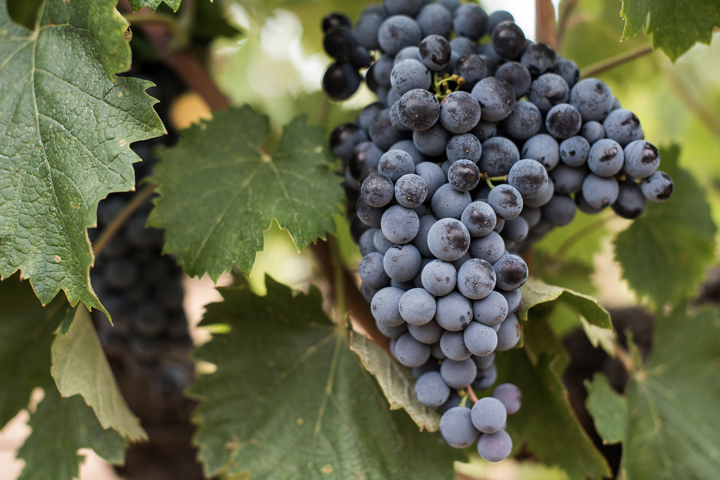 Le Mourvèdre - AOC Vacqueyras