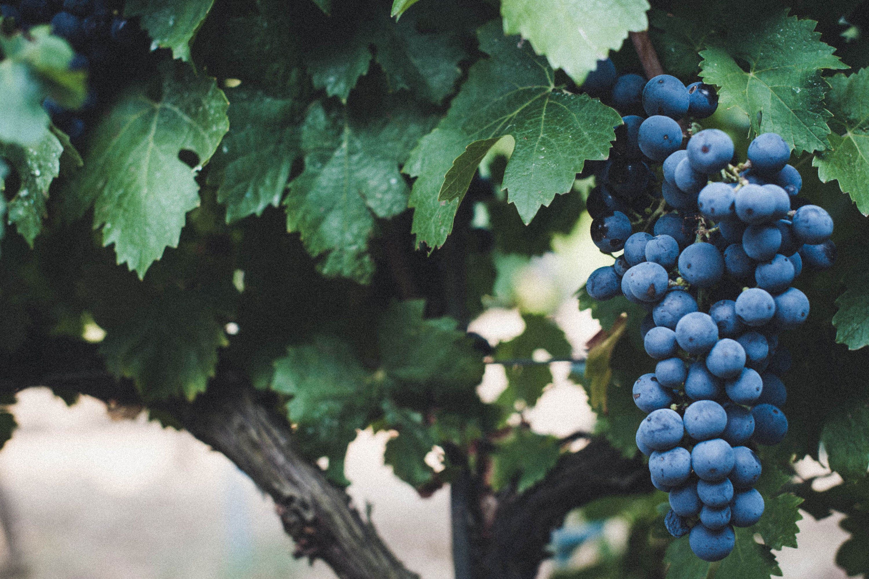 Le Terret Noir - AOC Vacqueyras