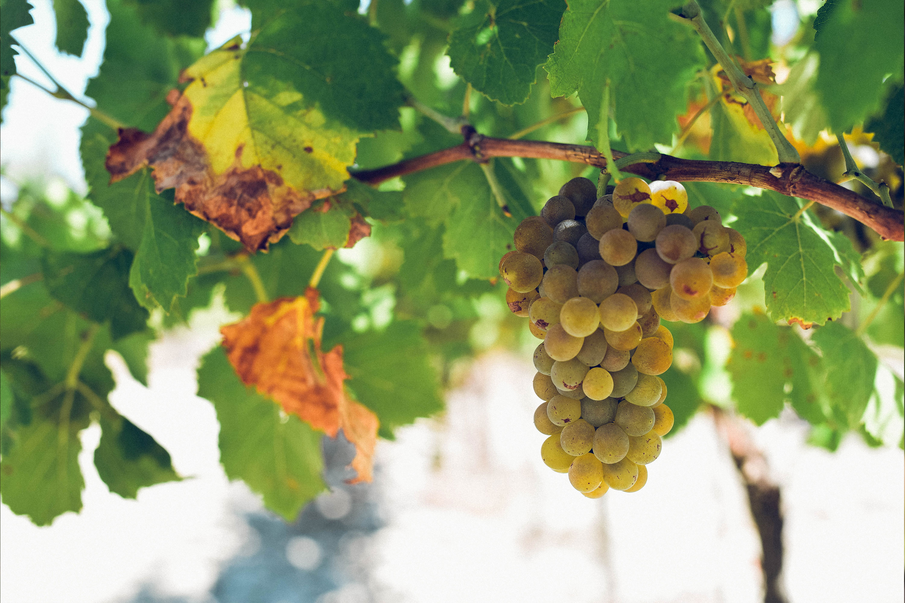 La Marsanne - AOC Vacqueyras